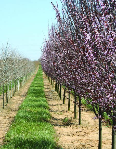 Prunus Cerasifera ‘thundercloud Moon Nurseries