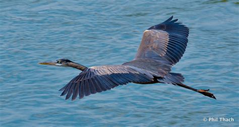 Majestic Great Blue Heron In Flight