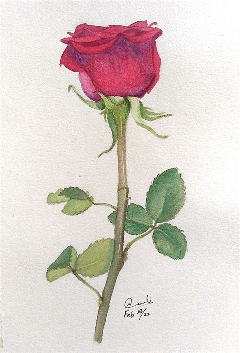 Single Red Rose Drawing Red Rose Clipart Illustration Isolated On