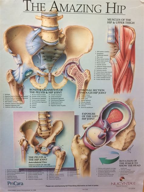 Best 13 Garden Classification Of Hip Fractures Trial Exhibit Artofit