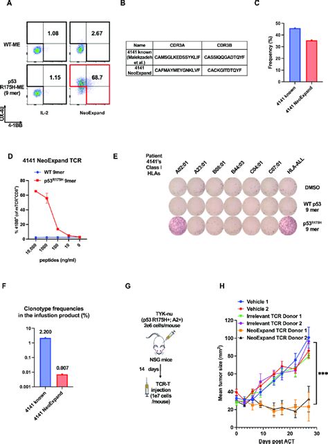 Expansion Of Cd8 Neoantigen Reactive Tils Targeting A P53 Neoantigen Download Scientific