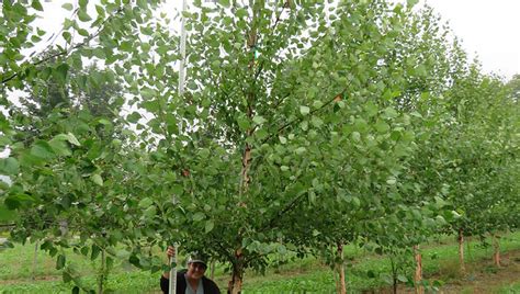 Betula Nigra Cully Pp 4 409 Heritage River Birch