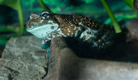 Amazon Tree Frog Starmind Conservation