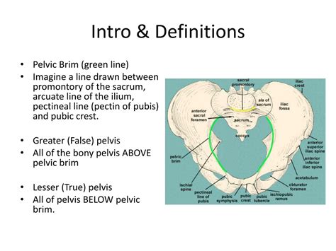 Ppt Anatomy Of The Pelvis Comprehensive Guide With Quiz Powerpoint