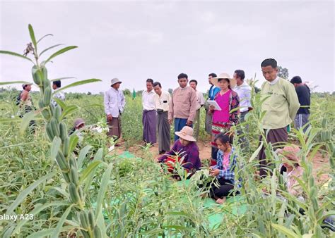 မင်းလှမြို့နယ် ပန်းတော်ပြင်ကျေးရွာတွင် မိုးနှမ်းစံကွက် ရိတ်သိမ်းခြင