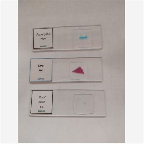 Aspergillus Niger Experilab