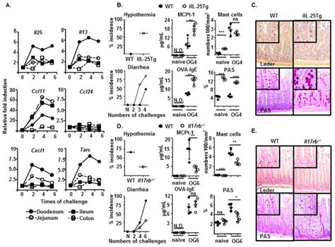 Il 25 And Cd4th2 Cells Enhance Ilc2 Derived Il 13 Production That