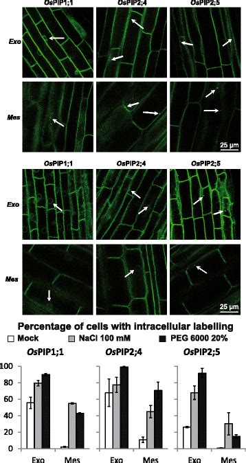 Effects Of Salinity And Osmotic Stress On Subcellular Localization Of