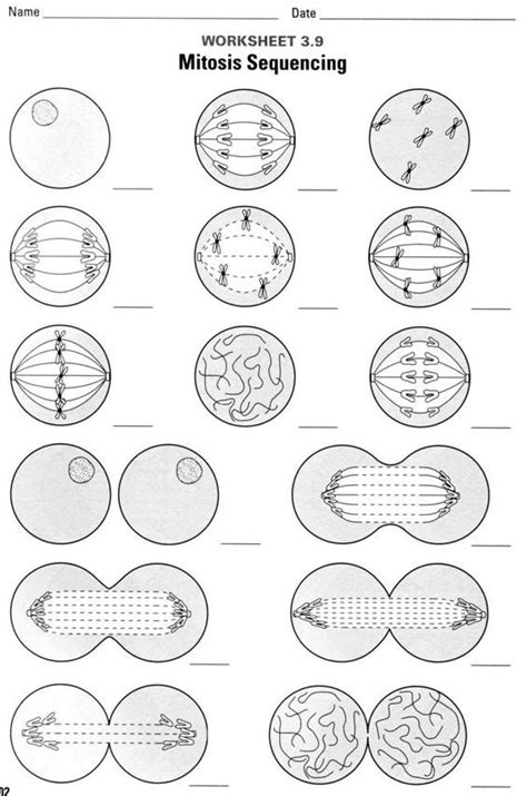 Mitosis Paper Model Activity Picture Biology Worksheet Mitosis