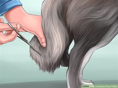 How To Groom Your Collie With Pictures Wikihow