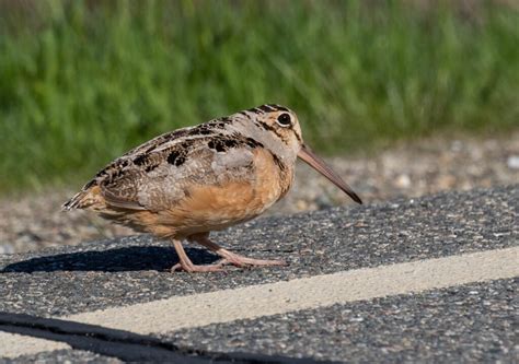 Meet The American Woodcock Bluedot Living