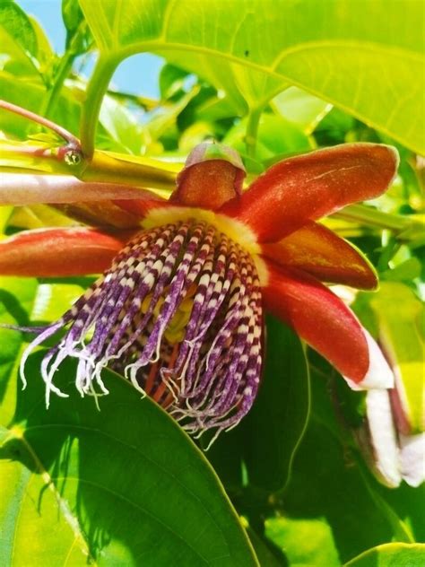 How To Grow Passiflora Quadrangularis Earthone