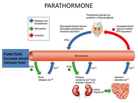 Ppt Endocrine System Review Powerpoint Presentation Free Download