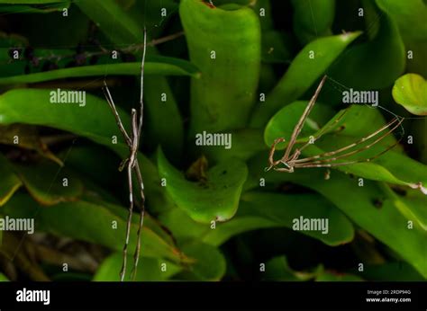 Rufous Net Casting Spider Deinopsis Subrufa Shedding Skin
