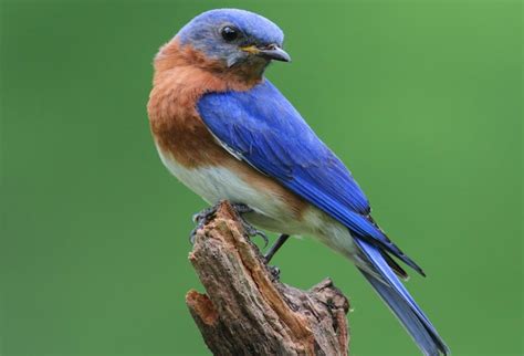 42 Common Michigan Birds Pictures And Identification