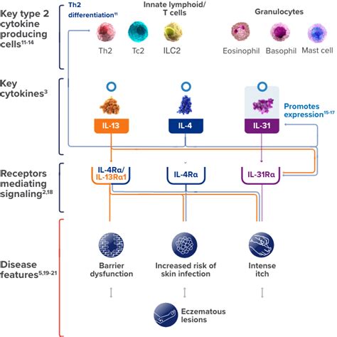 Recognize Type 2 Inflammation In Atopic Dermatitis