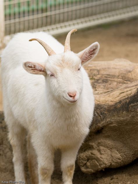 Kosa Photo Blog Kosa Kosa Flickr