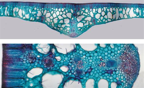 Nymphaea Sp Nymphéa Vegetaux Mikroscopia