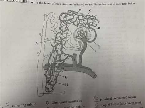 Nephron Structure Diagram Quizlet