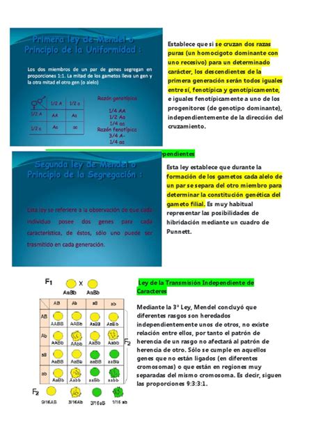 Leyes De Mendel Pdf Dominancia Genética Genética