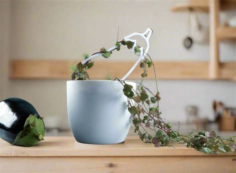 3d Eggplant Trellis For Indoor Plants Climbing Potted Outdoor