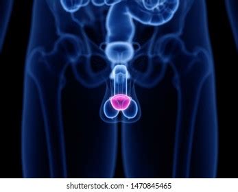 3d Rendered Medically Accurate Illustration Glans Stock Illustration