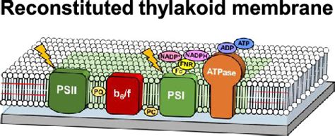 Thylakoid Membrane Photosynthesis