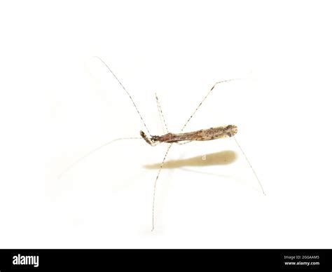 Common Thread Legged Assassin Bug Empicoris Vagabundus Isolated On