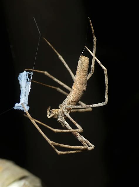 Deinopidae — Net Casting Spiders Ausemade