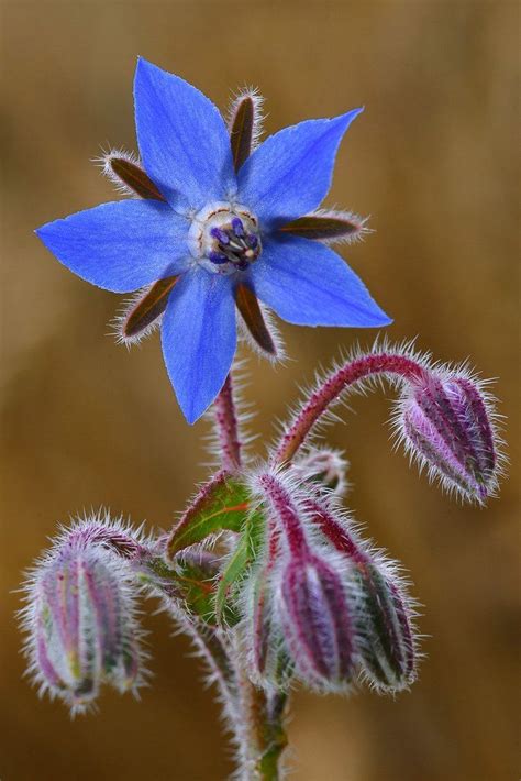 Borage A Beautiful Blue Flower For Your Garden Borage Flower Tattoo