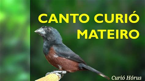 Canto De Curió Mateiro Para Encarte De Filhotes Youtube