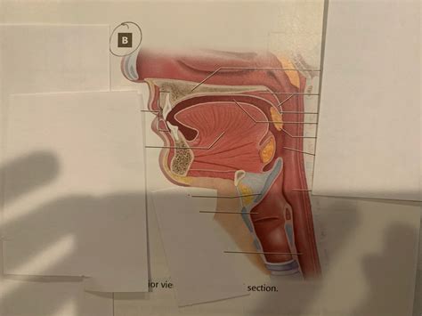 Anatomy Final 83 Diagram Quizlet