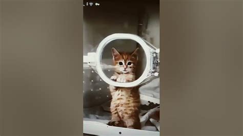 گربه ها در حسرت لمس کردن سنجاب کوچولو🐿🐈🐈‍⬛ Catlover Cute Cat Shrorts Puma Mm Youtube