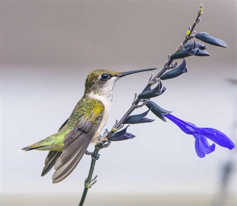 Ruby Throated Hummingbird Audubon Field Guide