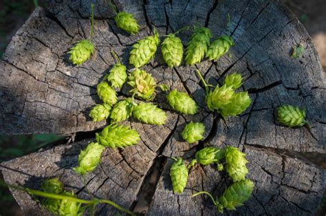 What Are Hops In Beer Different Types Of Hops