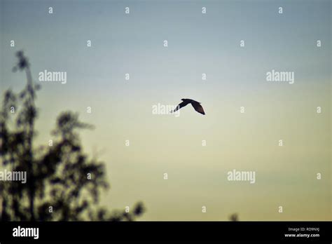 Adult Swainsons Hawk Buteo Swainsoni Large Buteo Hawk Of The