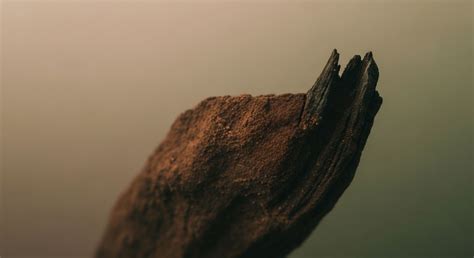 Trace Metals → Term