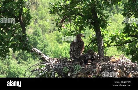 Landscape Nesting Eagle Stock Videos And Footage Hd And 4k Video Clips