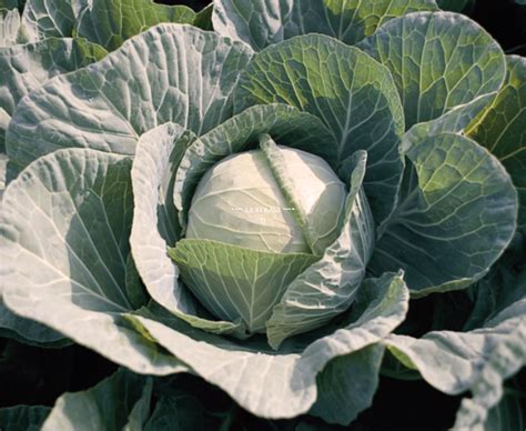 Chou Cabus Blanc La Diversité Linguistique Et Culturelle De Ce Légume Enrichissant Le Strass