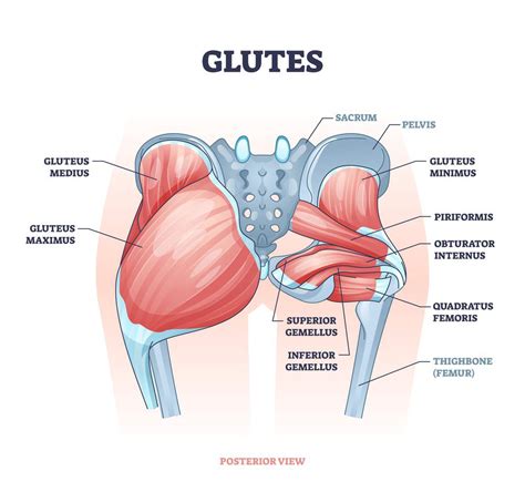 Gluteus Medius Trigger Point Causes Symptoms And Treatment Trigger Point Secrets