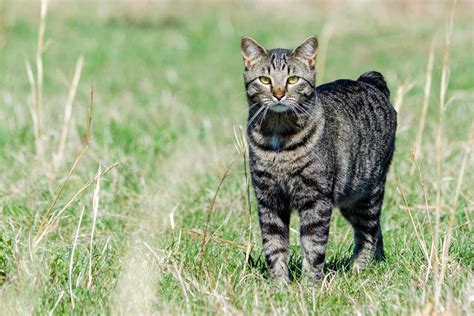 Long Hair Cat No Tail