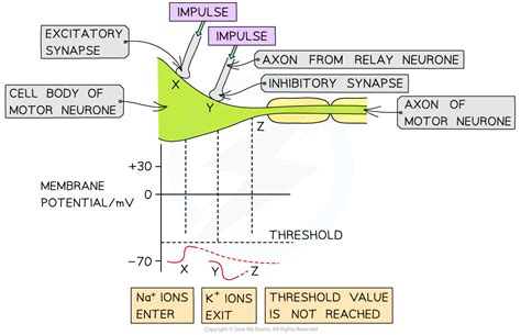 Transmission Across A Cholinergic Synapse Ocr A Level Biology