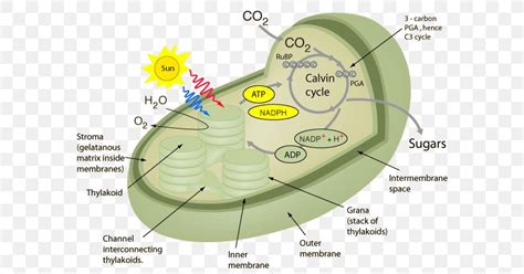 Cell Respiration Plant Diagram