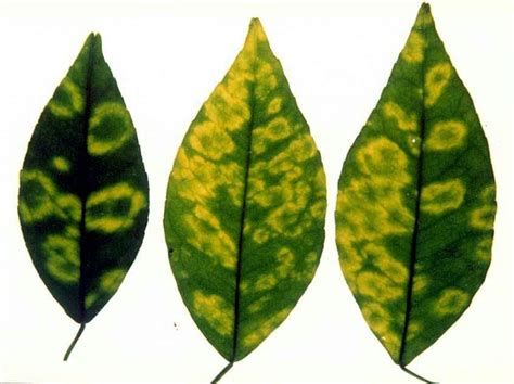 Indian Ringspot International Organization Of Citrus Virologists