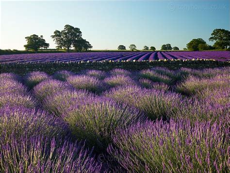 Lavender Field A Fragrant And Beautiful Sight