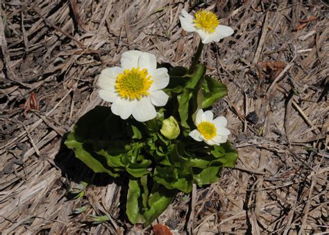 White Marsh Marigold From Lassen Volcanic Natl Park Shasta County Ca