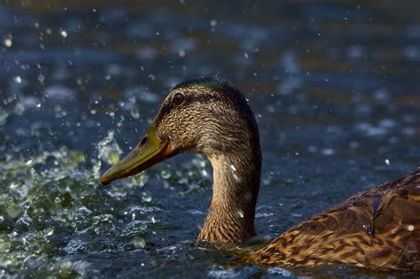 Pájaro Pato Ornitología Foto Gratis En Pixabay Pixabay