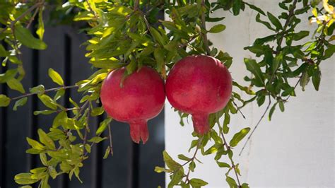How To Plant Grow And Care For Wonderful Pomegranate