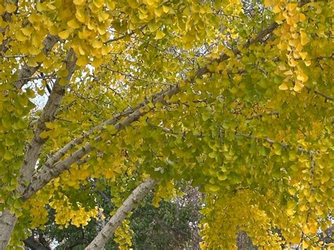 Gingko Tree Glistens Following Rain Photo Alameda Ca Patch