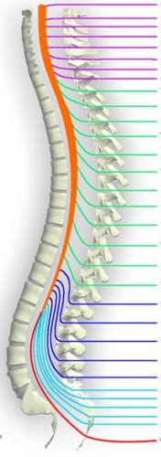 Spinal Cord And Nerve Handout Flashcards Quizlet